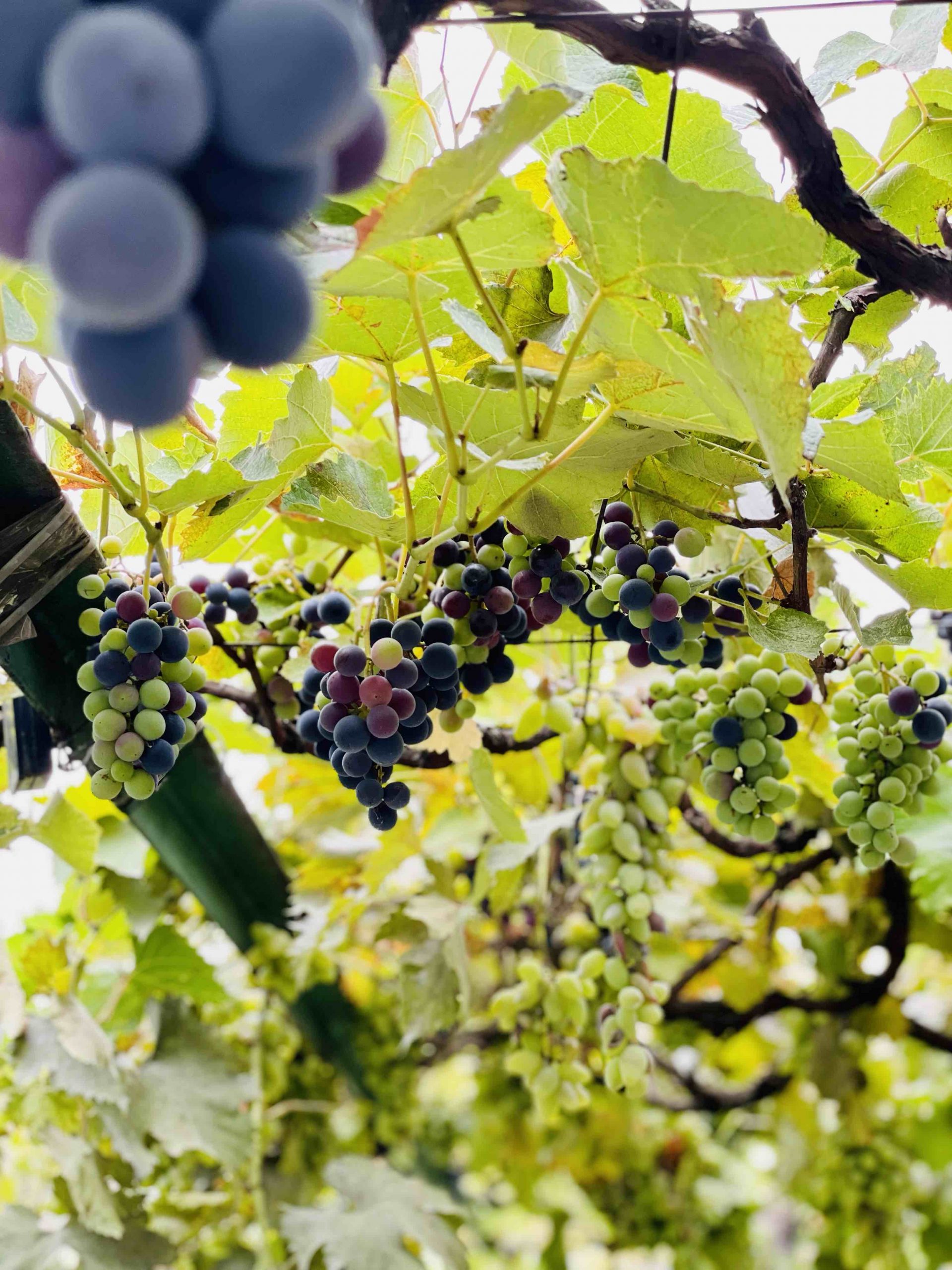 DestinationsA Georgian Food and Wine Trip - Galavante (Travel